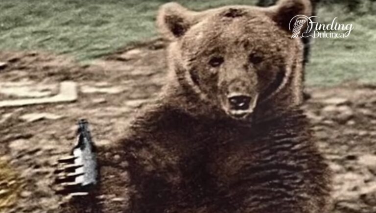 Wojtek The Bear: Poland's WWII Fighting Legend