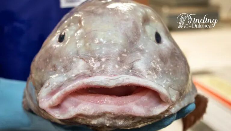 19 Blobfish Facts That Will Blow Your Mind