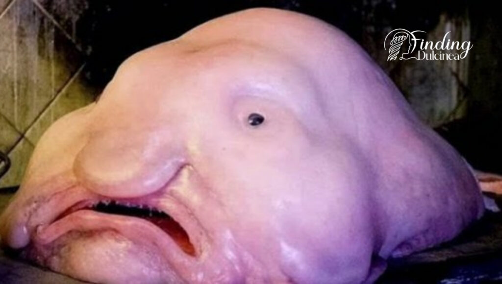 19 Blobfish Facts That Will Blow Your Mind