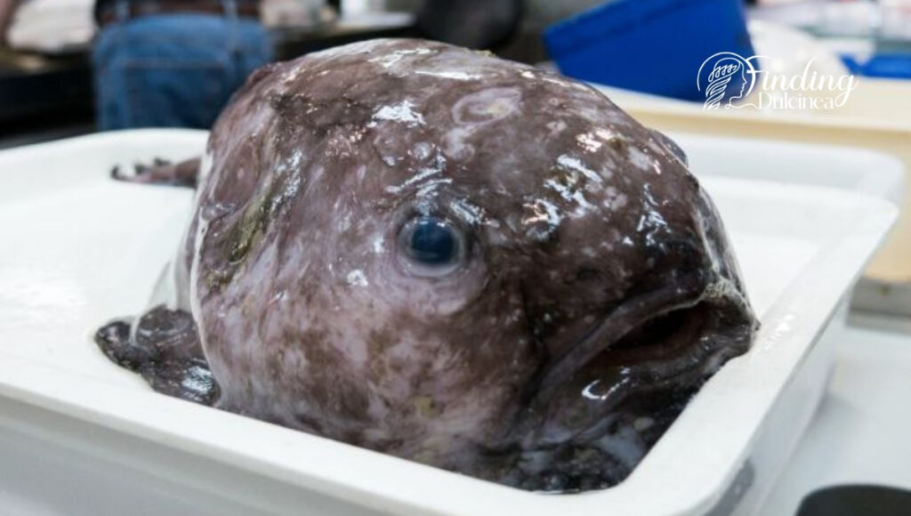 19 Blobfish Facts That Will Blow Your Mind
