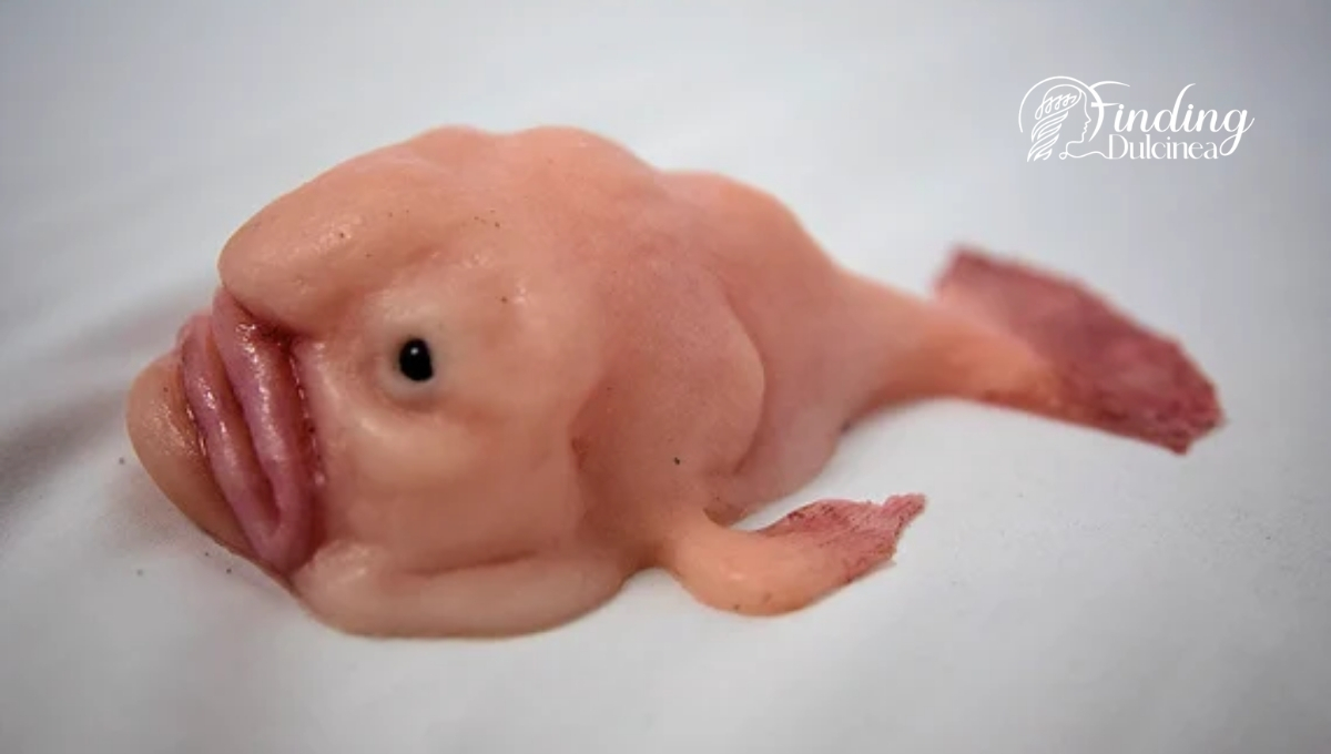 19 Blobfish Facts That Will Blow Your Mind