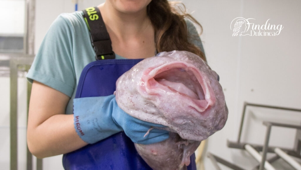 19 Blobfish Facts That Will Blow Your Mind