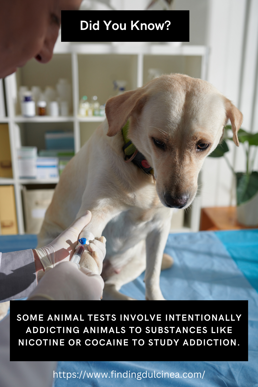 30 Animal Testing Facts That Will Shock You
