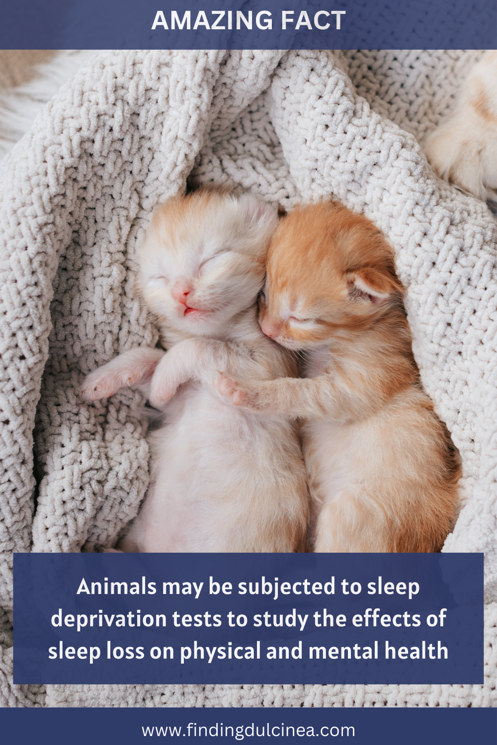 30 Animal Testing Facts That Will Shock You