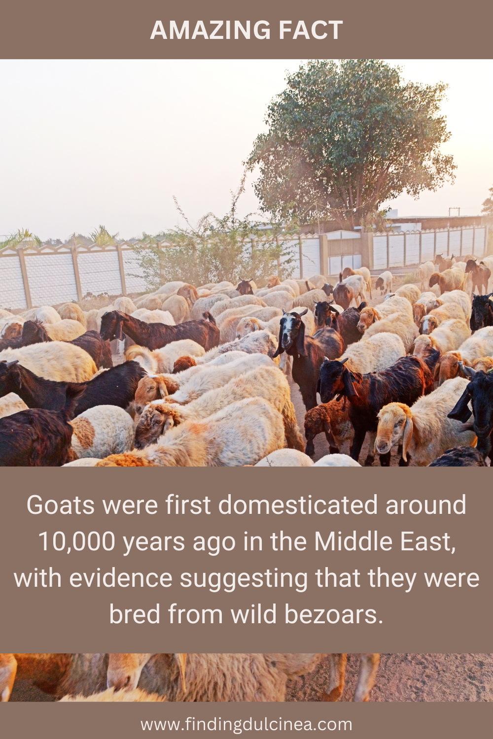 20+ Captivating Domestication Facts That’ll Amaze You