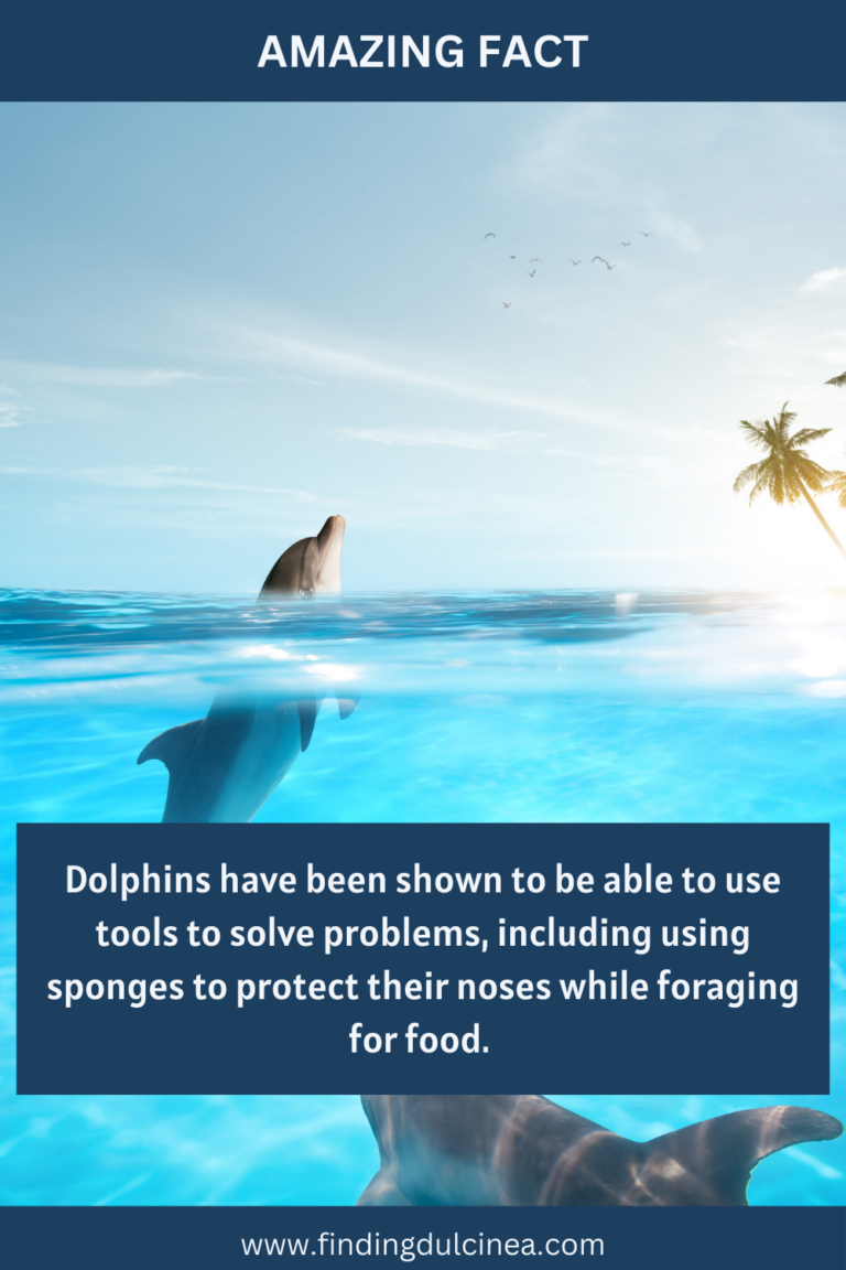 30 Mind-Blowing Facts About Dolphins You’ll Love