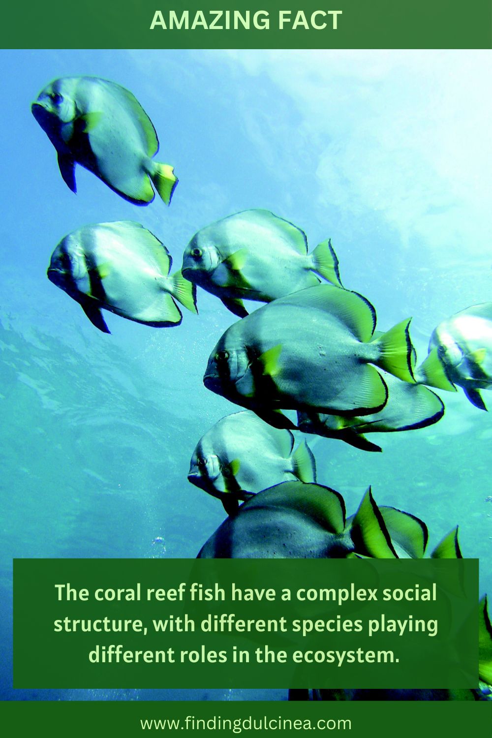 30 Fun Facts About Fish That Are Amazing