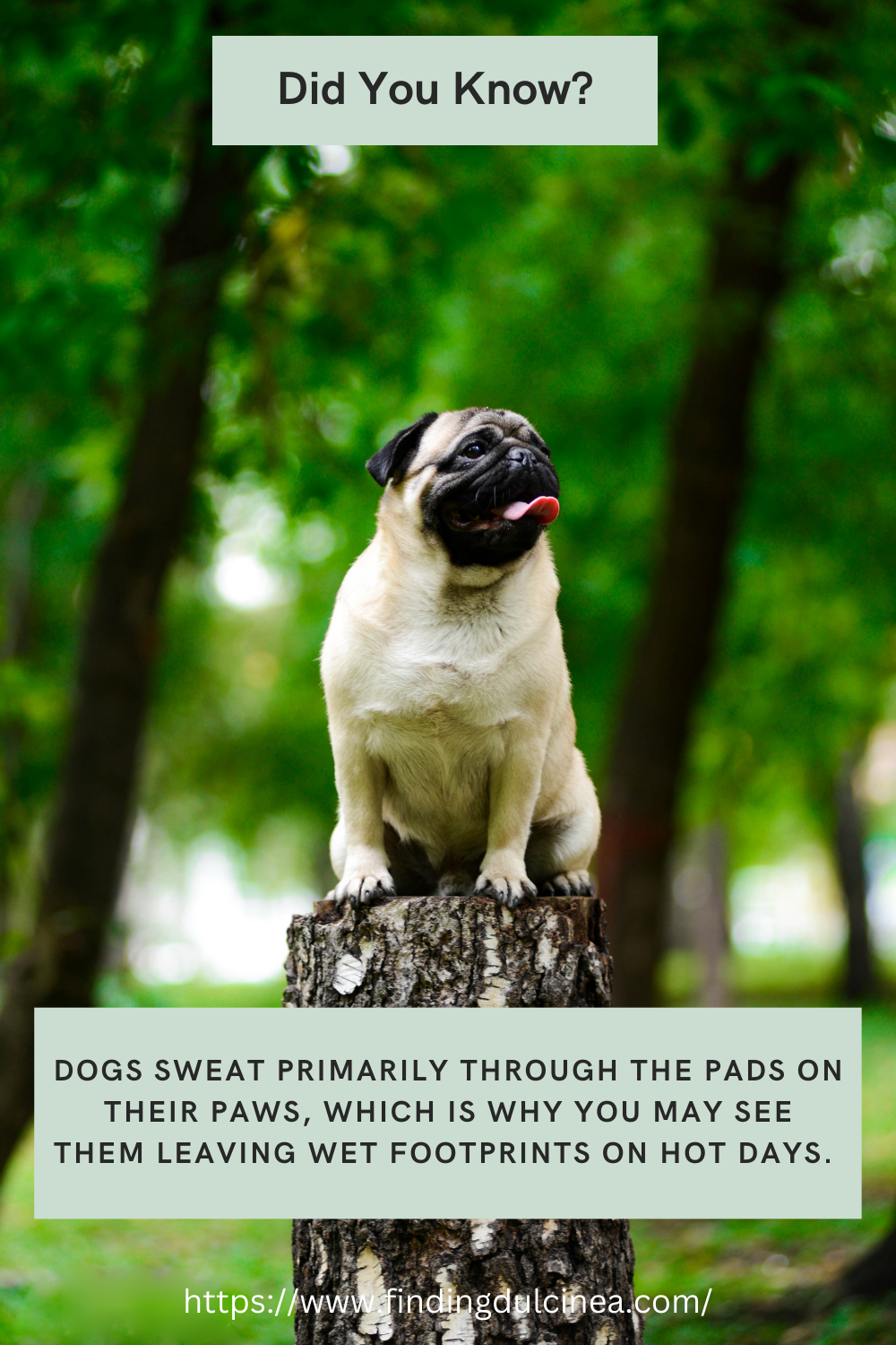 30 Surprising Facts About Dogs You’ll Love to Learn