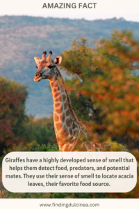 25+ Giraffe Facts That’ll Leave You Stunned!