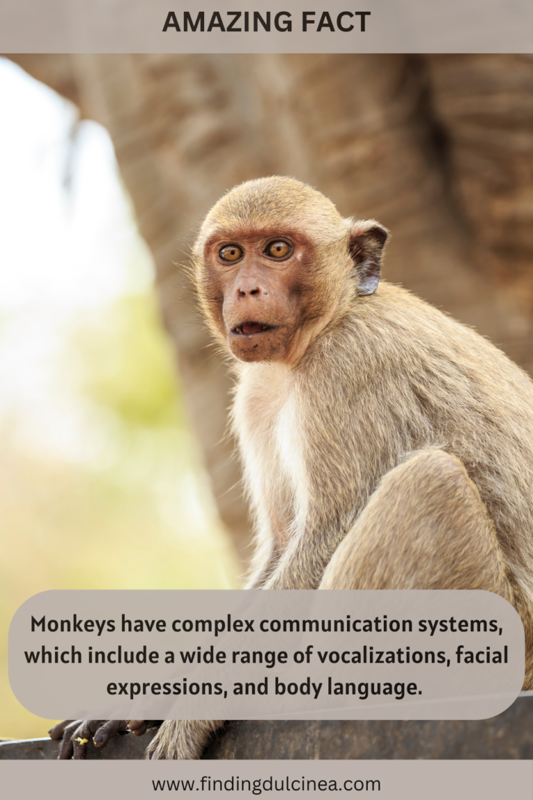 33 Monkey Facts That Will Make You Go “Aww!”