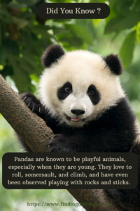 30 Fun & Adorable Panda Facts You’ll Love!