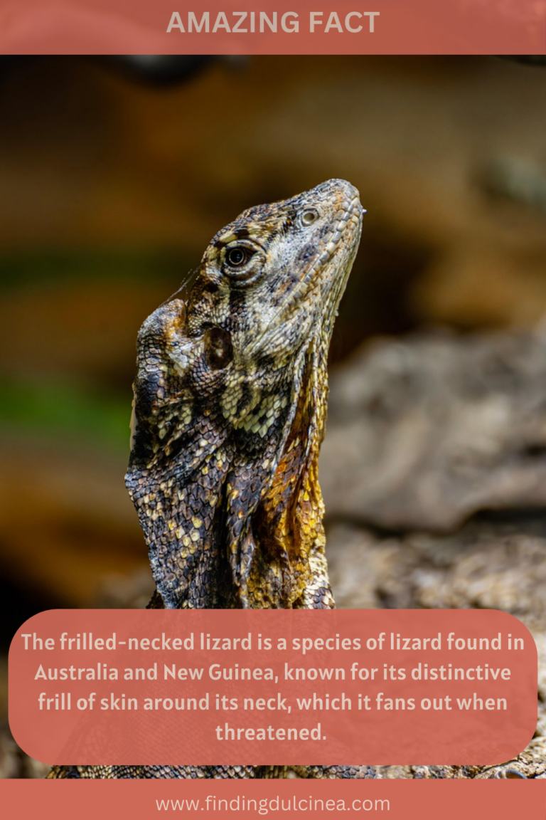 25 Weirdest Animals You Won’t Believe Exist!