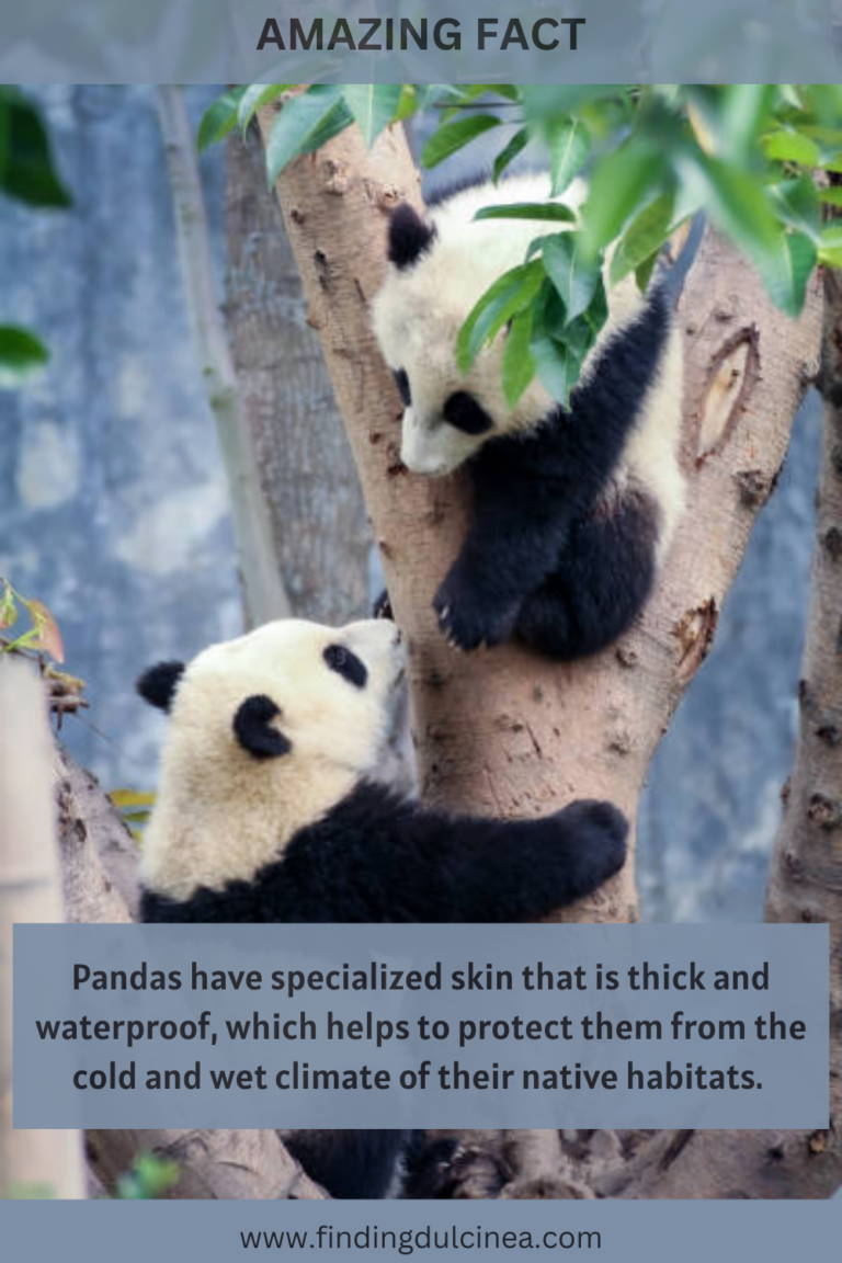 30 Fun & Adorable Panda Facts You’ll Love!