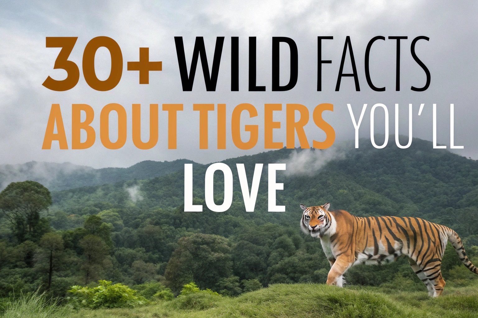30+ Wild Facts About Tigers You’ll Love