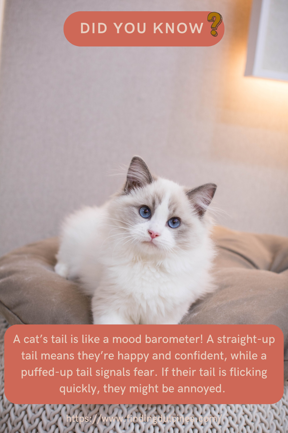 20 Cat Behavior Facts That Will Amaze You!