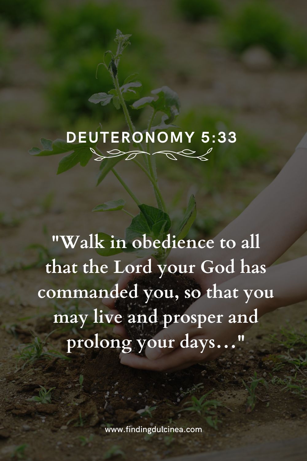 17 Bible Verse About Growth That Will Inspire Your Faith